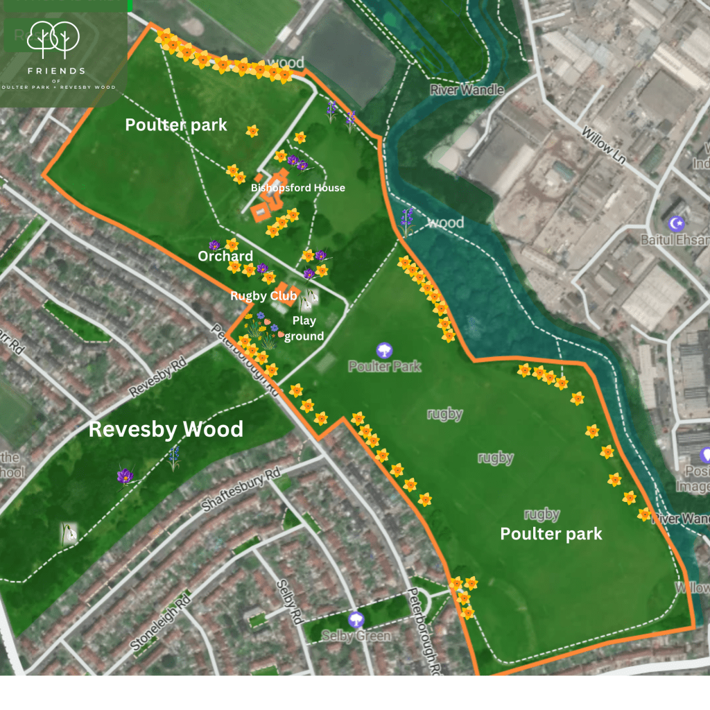 Where to see our bulbs in 2024 – Friends of Poulter Park and Revesby Wood